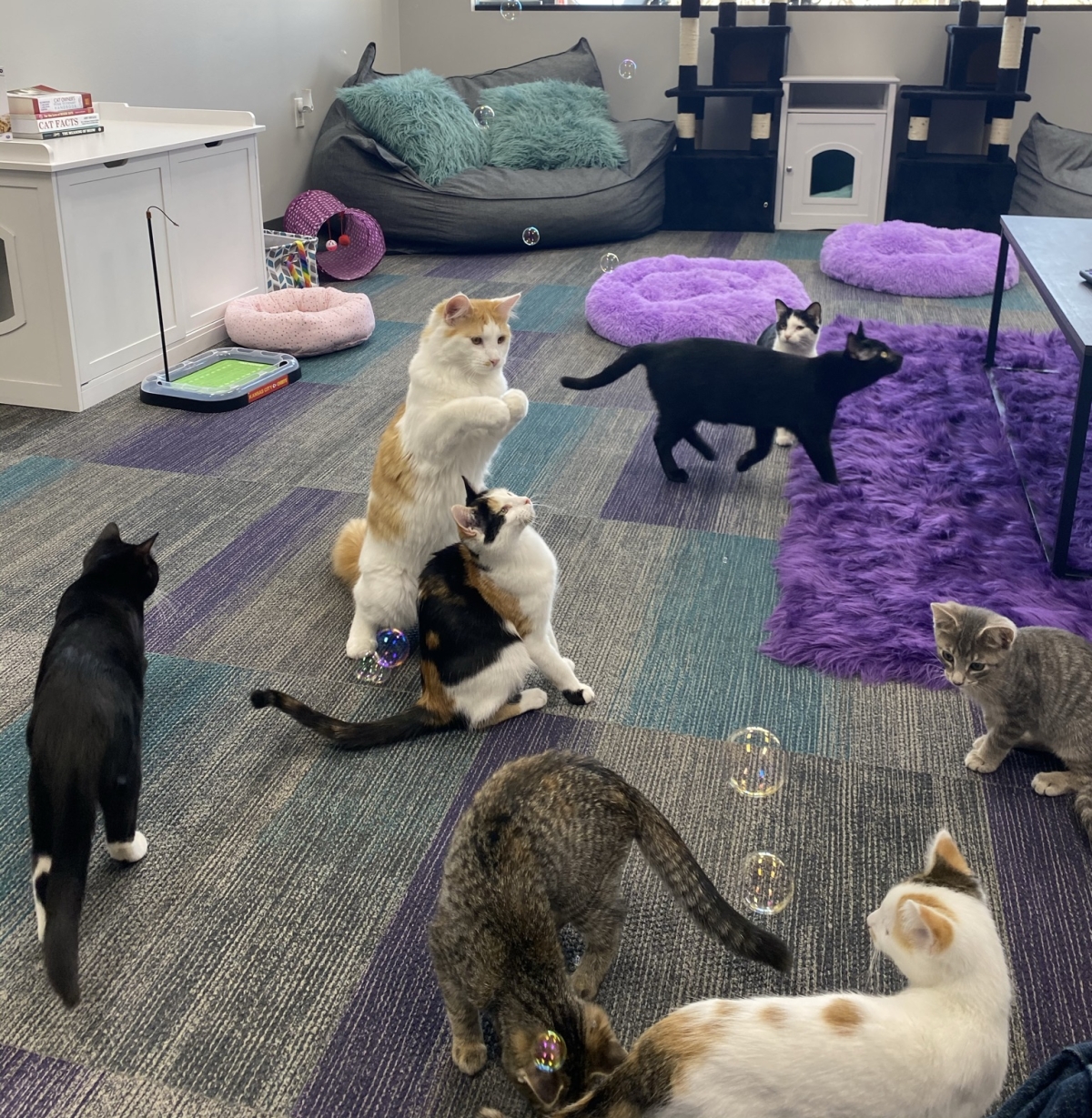 Sugar Kittens Cat Cafe - Cat Cafe in Liberty Missouri